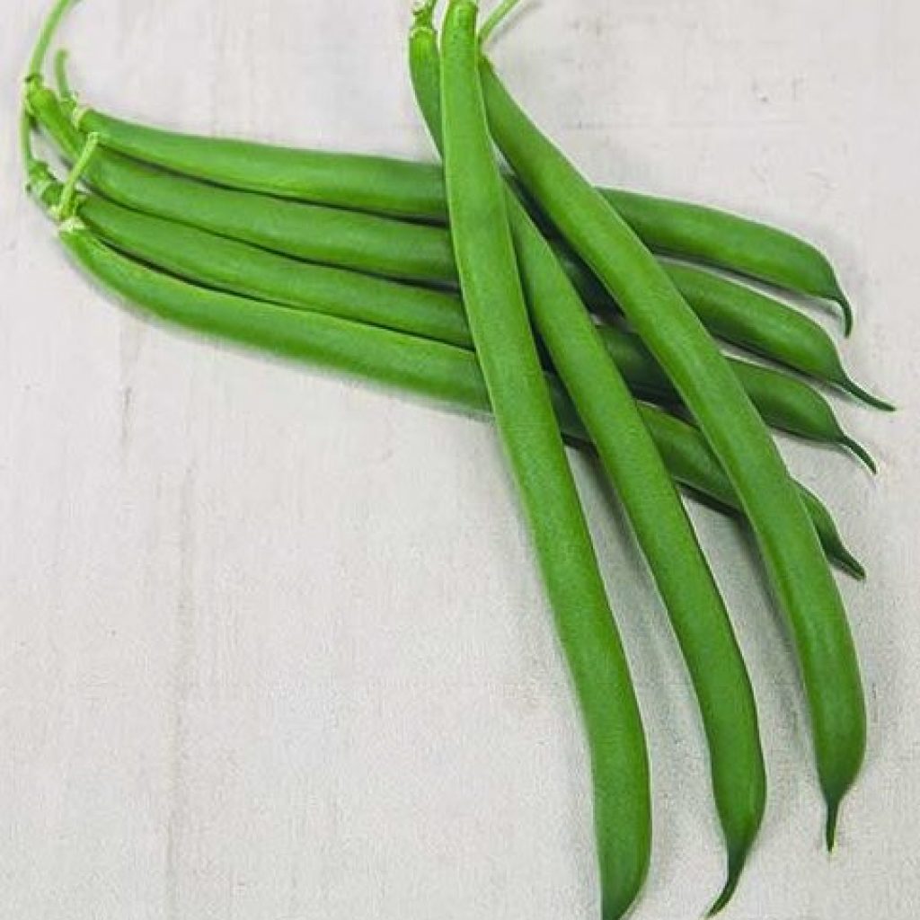 What's New For 2021 | OSC Seeds