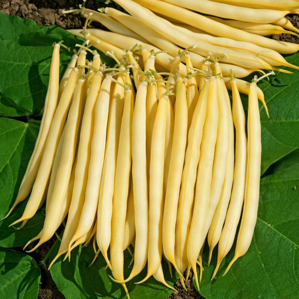 Bean Seeds in Canada | Order Online | OSC Seeds