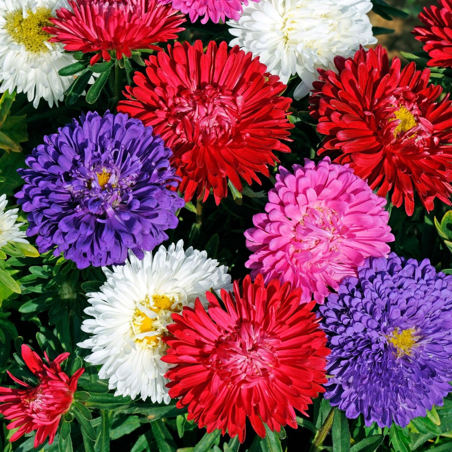 Flower Seed: Annuals | OSC Seeds