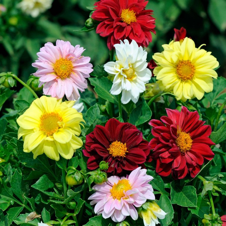 Flower Seed: Annuals | OSC Seeds