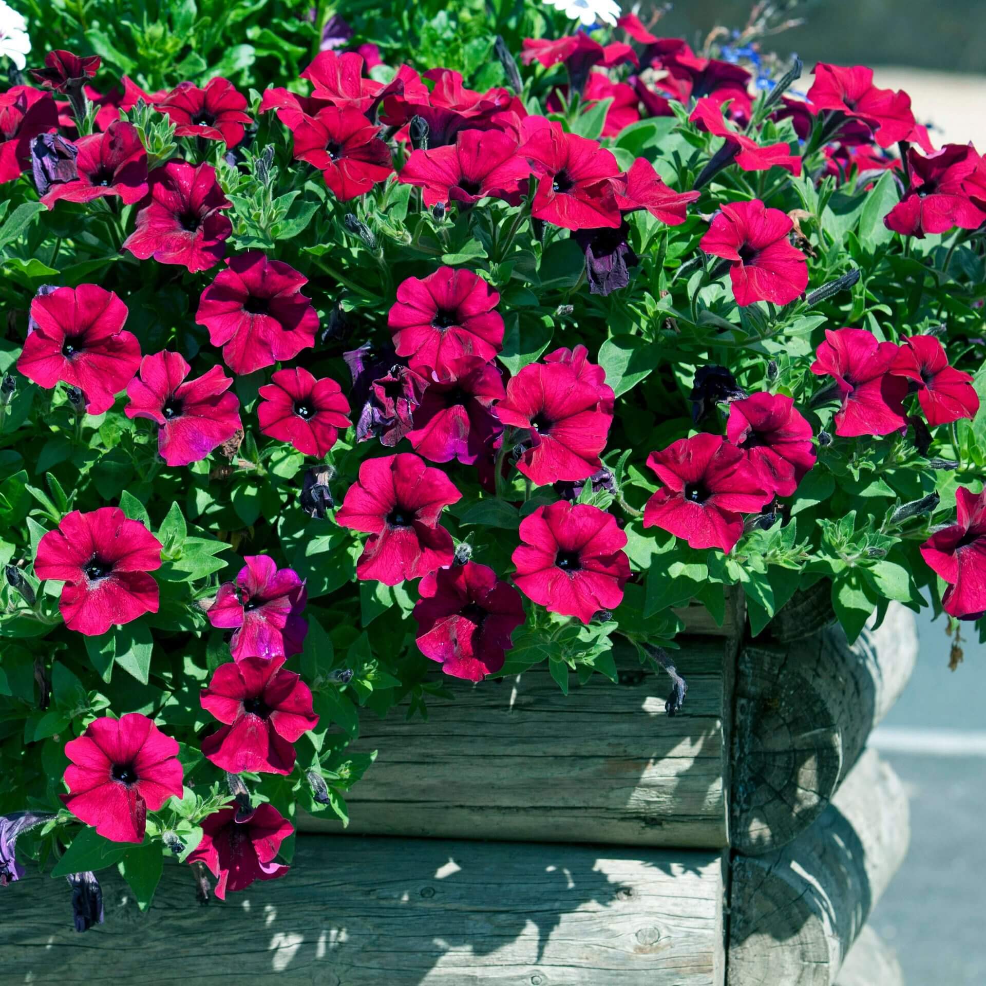Petunia Archives | OSC Seeds