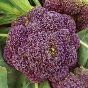 Broccoli Seeds in Canada | Order Online | OSC Seeds