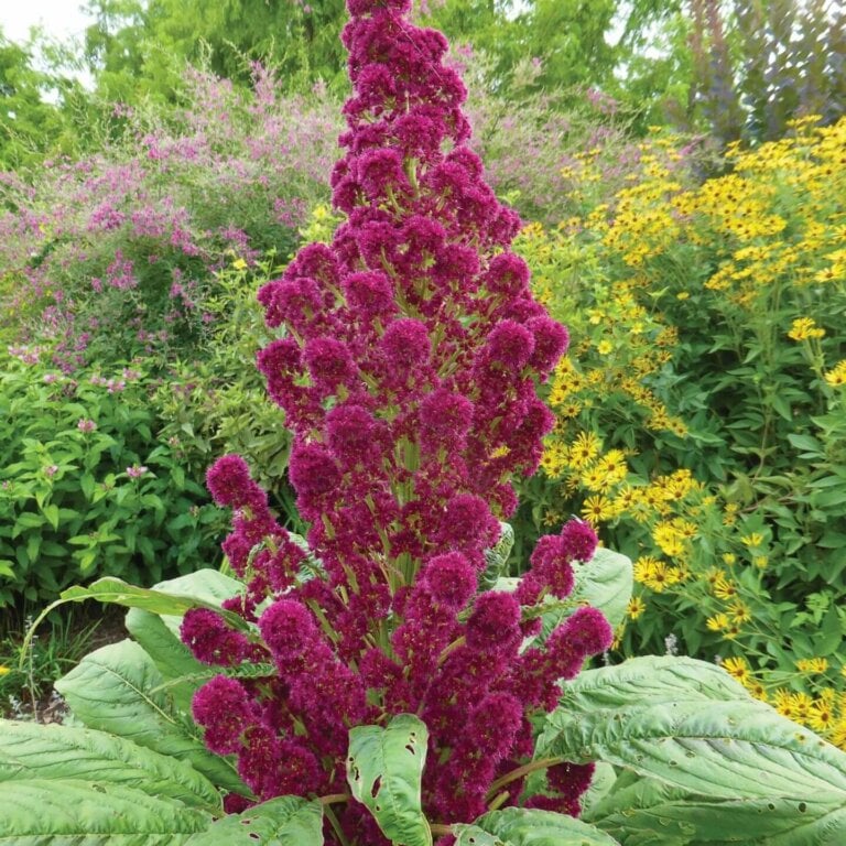 Red Garnet Amaranth Seeds (Aimers International) 2700 | OSC Seeds