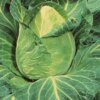 Cabbage Seeds | OSC Seeds