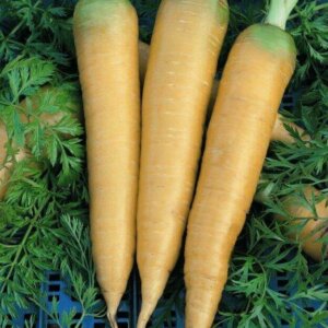 Solar Yellow Carrot Seeds 1387 | OSC Seeds