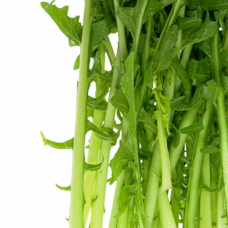 Cicoria Catalogna Chicory Seeds 1480 | OSC Seeds