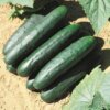Raider Hybrid Cucumber Seeds (Slicing Type) 1647 | OSC Seeds