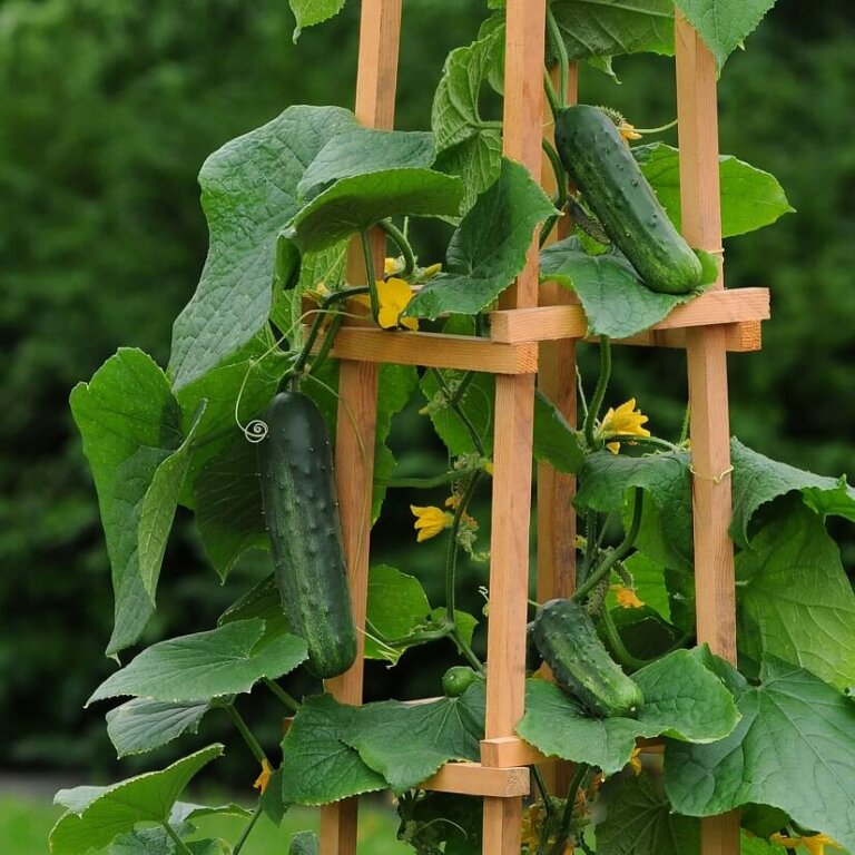 Patio Snacker Hybrid Cucumber Seeds 1662 | OSC Seeds