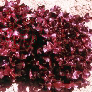 Outrageous Red Salad Bowl Lettuce Seeds (Leaf Type) 1741 | OSC Seeds