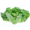 Lettuce Seeds in Canada | Order Online | OSC Seeds