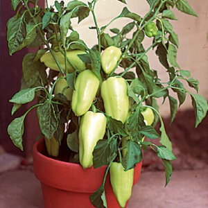 Pepper Seeds Canada | Order Online | OSC Seeds