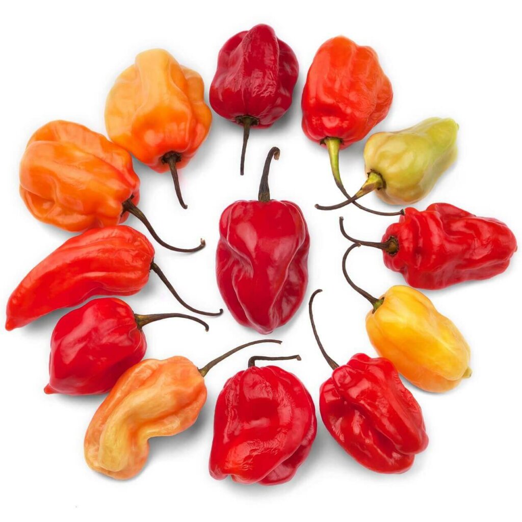 Pepper Seeds Canada | Order Online | OSC Seeds