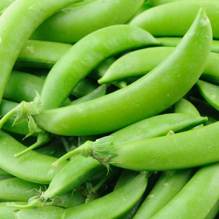 Pea Seeds in Canada | Order Online | OSC Seeds