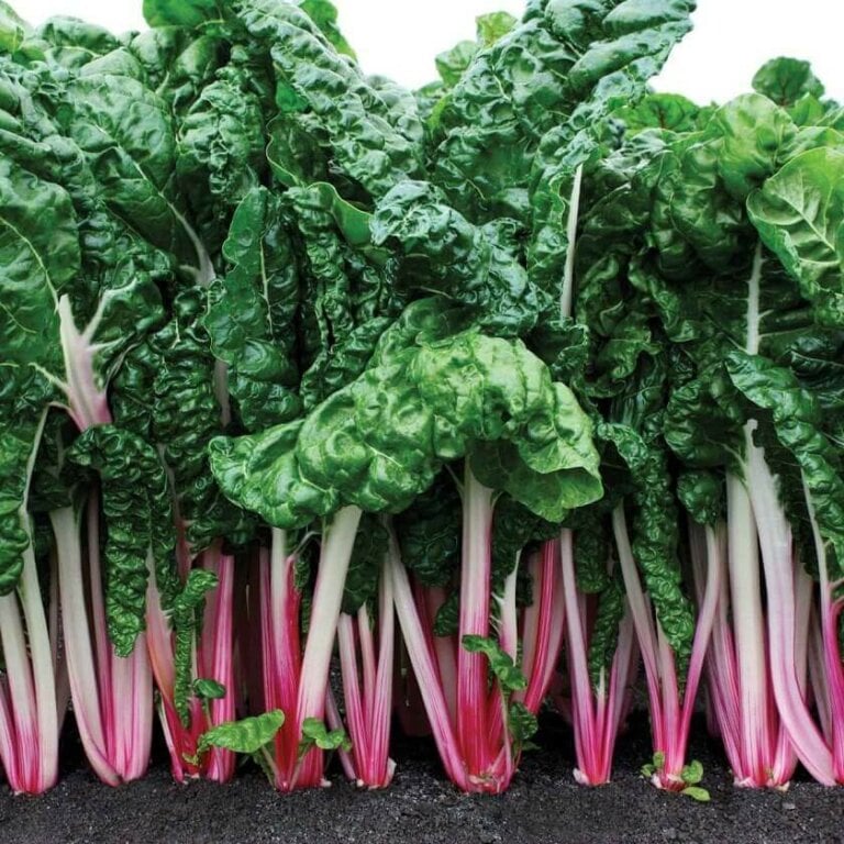 Swiss Chard Seeds Archives | OSC Seeds
