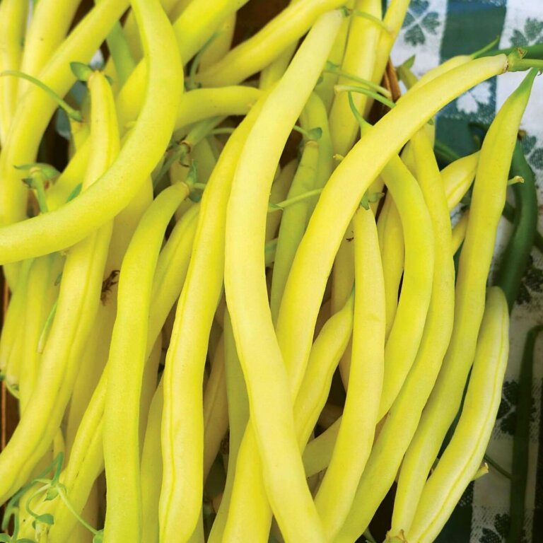 Yellow Bean Seeds in Canada | Bush & Pole Types | OSC Seeds