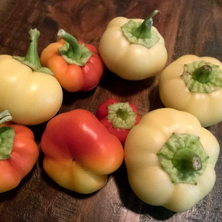 Pepper Seeds Canada | Order Online | OSC Seeds