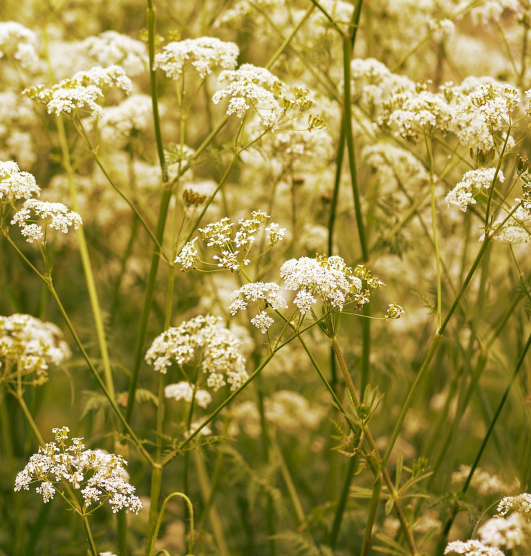 Caraway Seeds 3015 | OSC Seeds