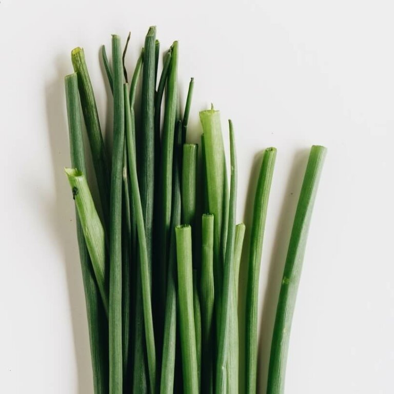 Chive Seeds 3035 | OSC Seeds