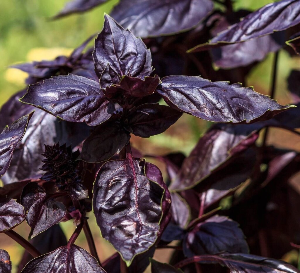 Dark Opal Basil Seeds 3130 | OSC Seeds