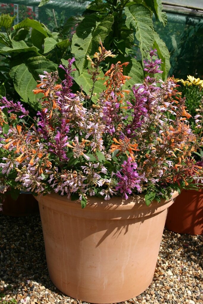 Fragrant Delight Mixed Agastache Seeds 5002 | OSC Seeds