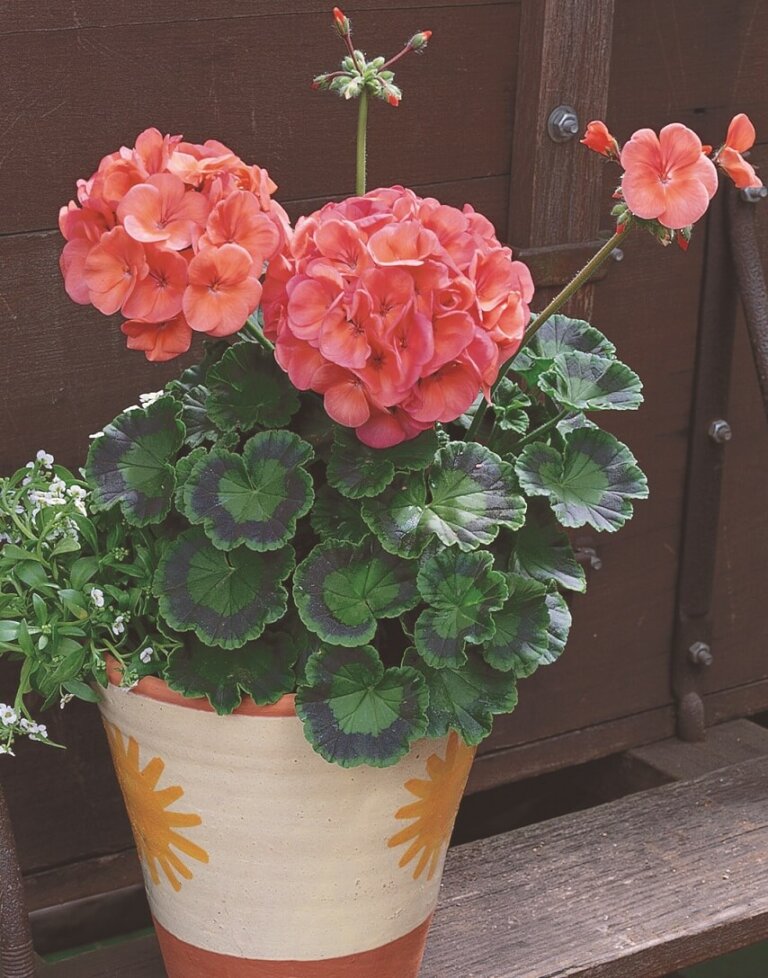 Coral Hybrid Geranium Seeds (Maverick Series) 5265 | OSC Seeds