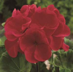 Red Hybrid Geranium Seeds (Maverick Series) 5290 | OSC Seeds
