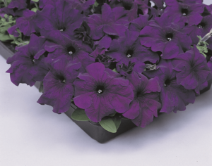 Blue Grandiflora Hybrid Petunia Seeds (Super Cascade Series) 5895 | OSC ...