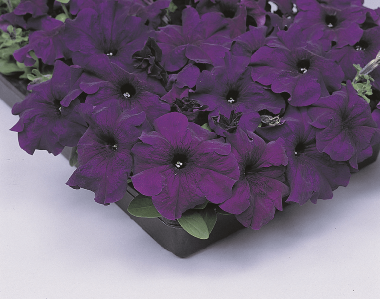Blue Super Cascade Hybrid Petunia Seeds 5895 | OSC Seeds