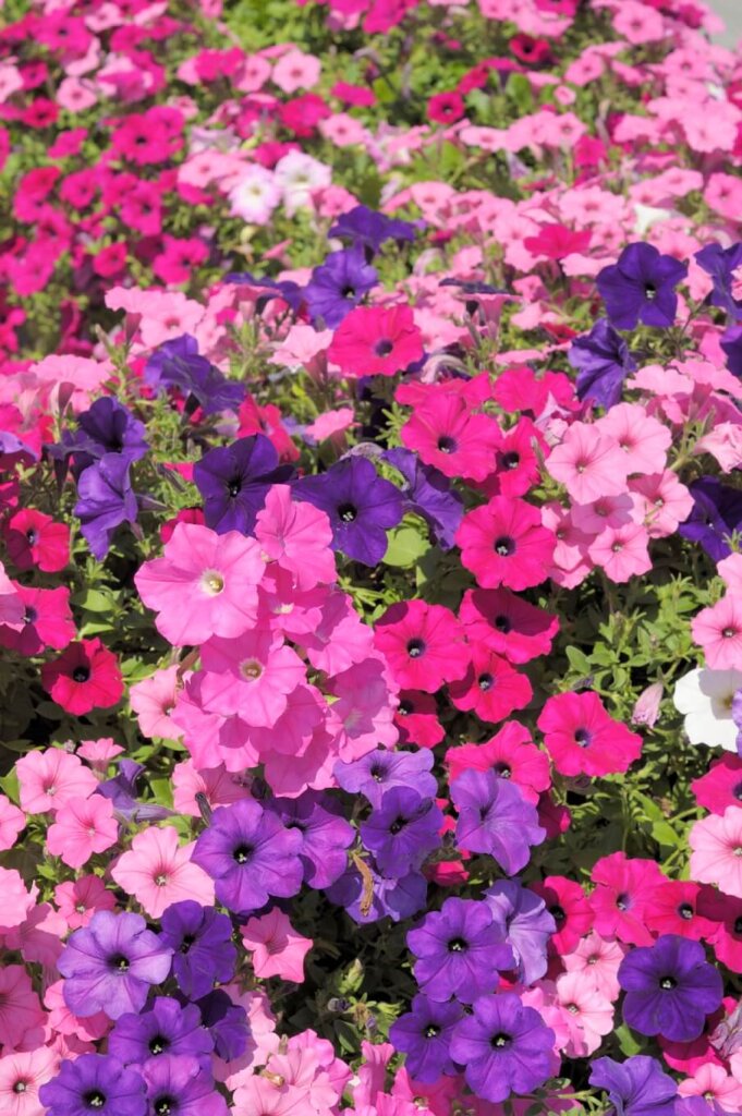 Picobella Mix Hybrid Petunia Seeds 5940 | OSC Seeds