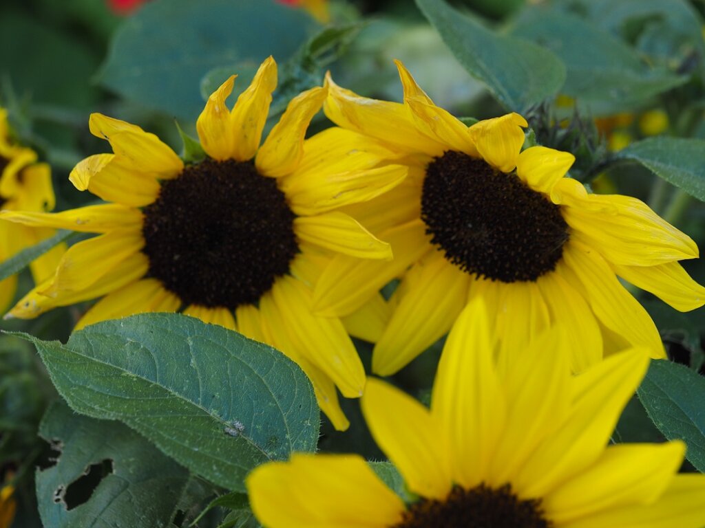Sunspot Dwarf Sunflower Seeds 6145 | OSC Seeds