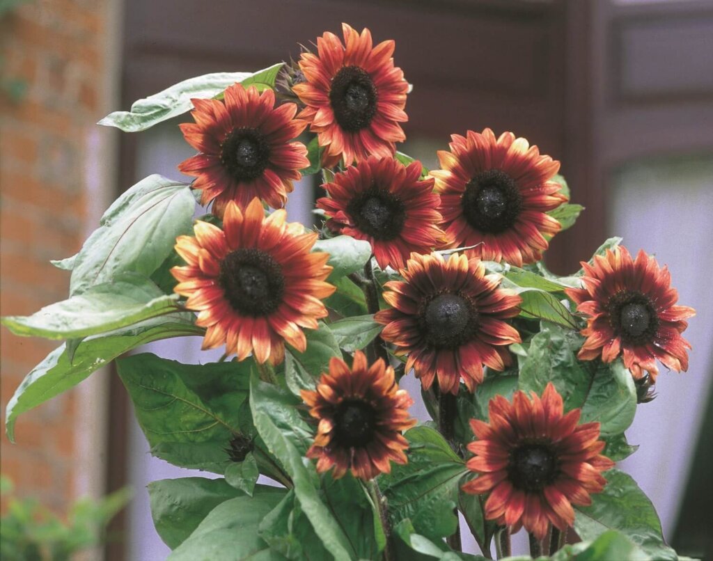 Cherry Rose Hybrid Sunflower Seeds 6165 | OSC Seeds