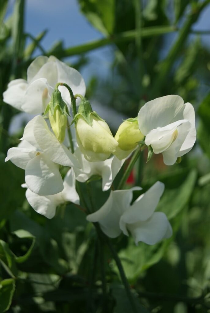 Royal White Sweet Peas Seeds (Climbing Type) 6265 | OSC Seeds