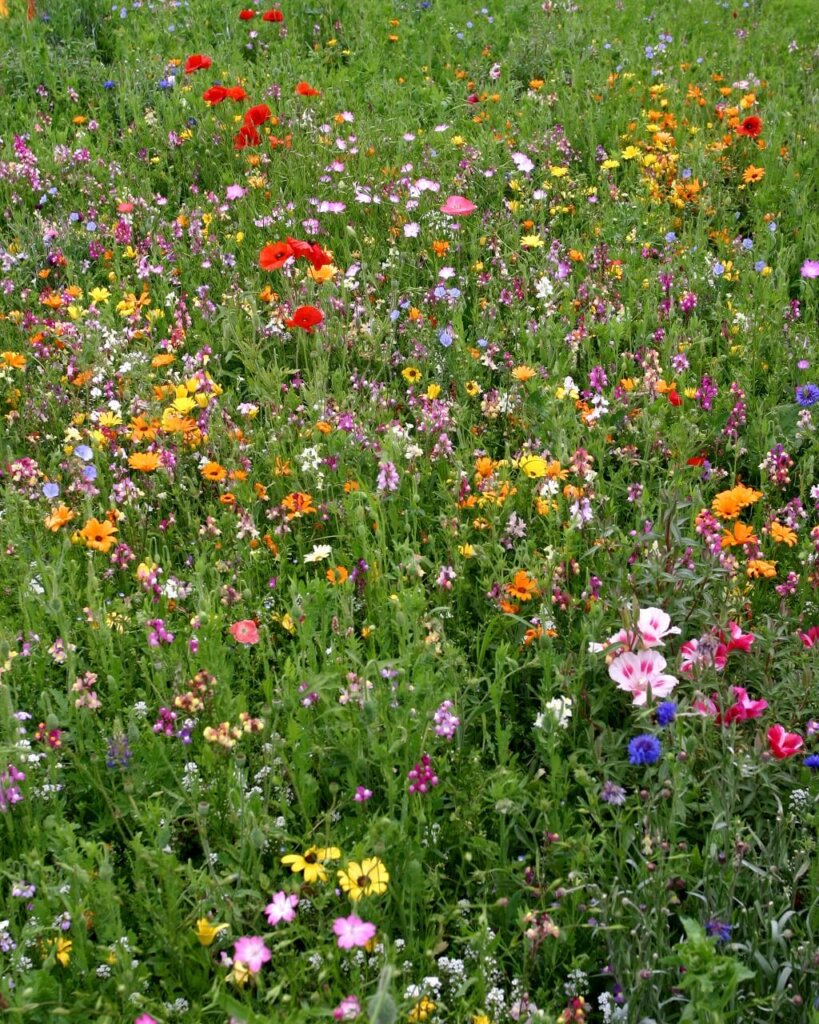 Bee Pollinator Meadow Seed Mixture 6823 | OSC Seeds