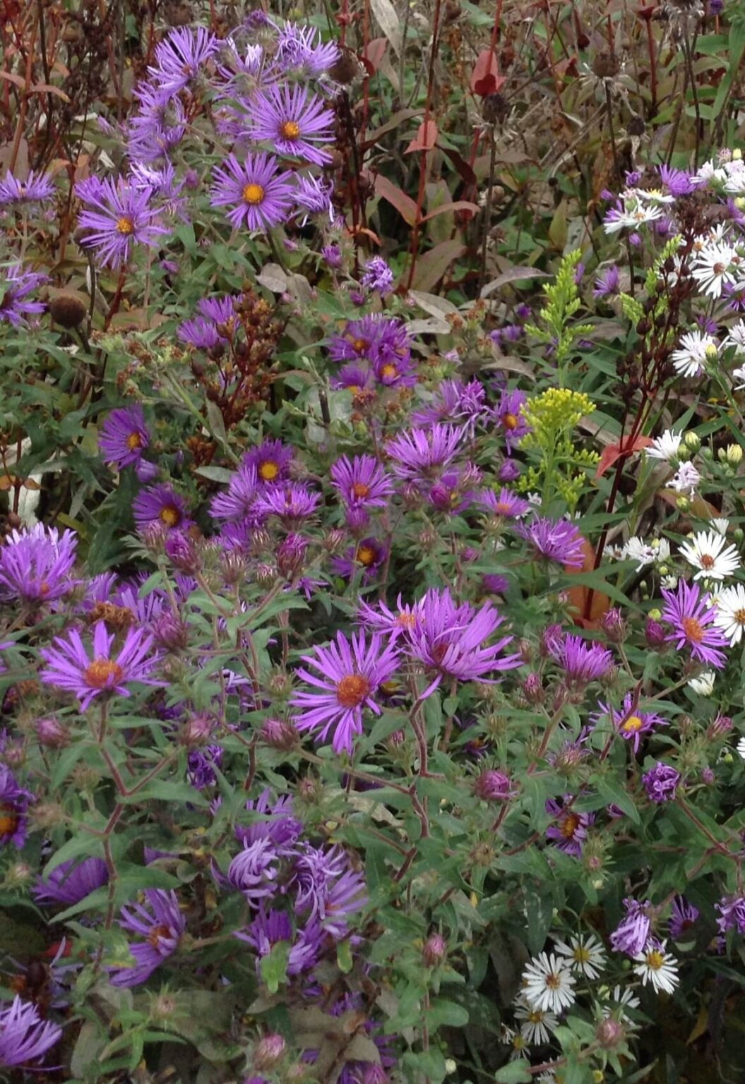 New England Aster Seeds 6940 | OSC Seeds