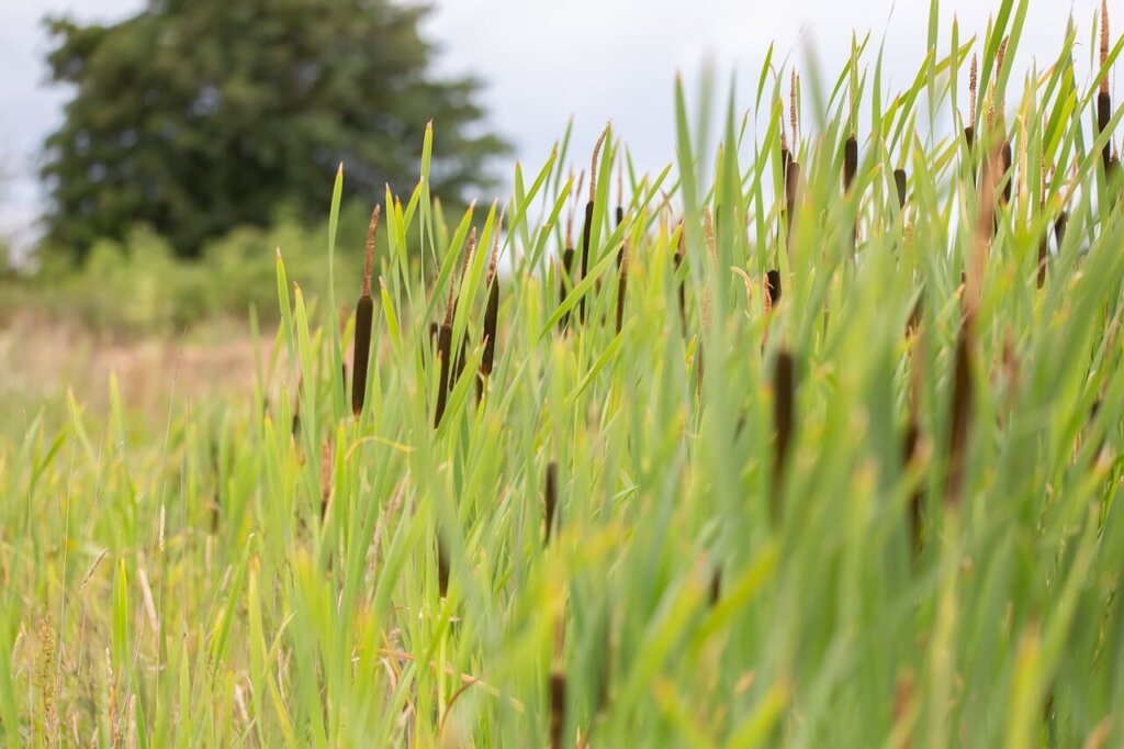 Acid Soil Wetland Native Seed Mixture 8165 | OSC Seeds