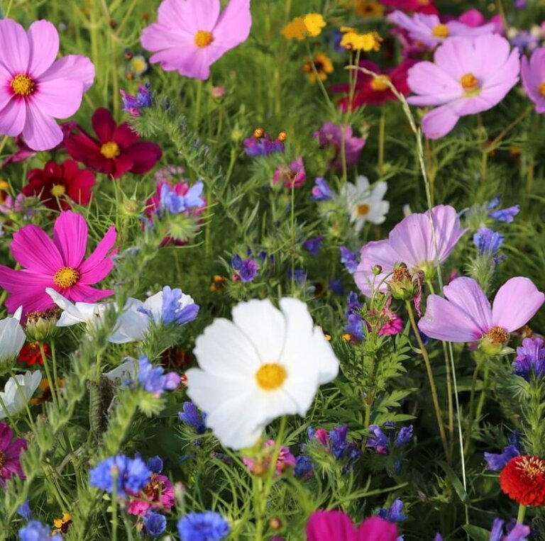 Annual Flower Mixture Seeds 5025 | OSC Seeds