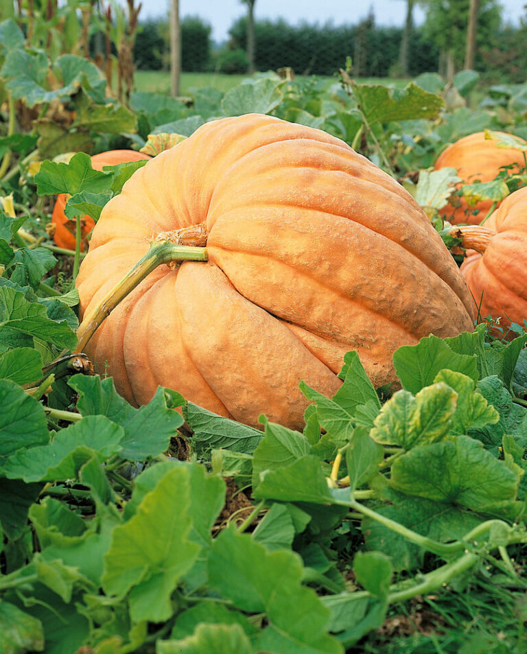 Atlantic Giant Pumpkin Seeds 2015 | OSC Seeds