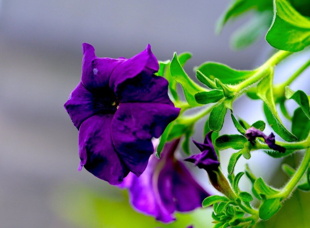Blue Grandiflora Hybrid Petunia Seeds (Super Cascade Series) 5895 | OSC ...