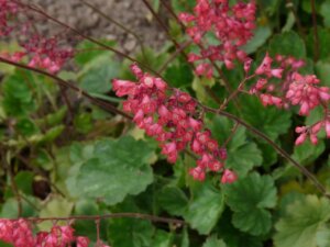 Bressingham Hybrids Coral Bells Heuchera Seeds 6510 | OSC Seeds