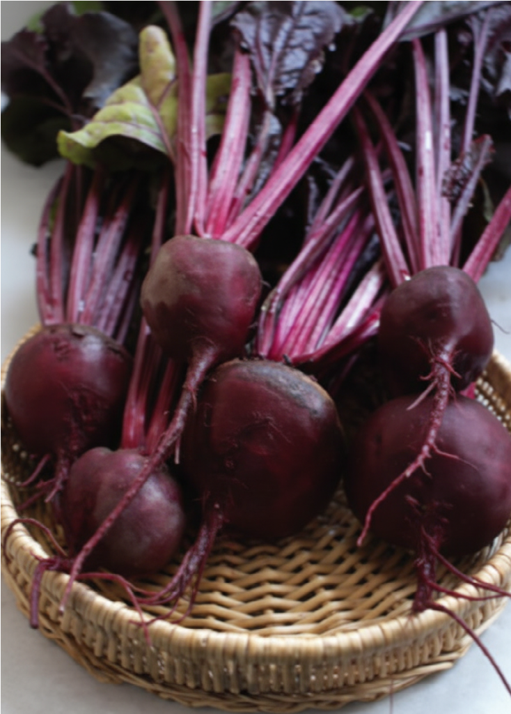 Bull's Blood Beet Seeds 1245 | OSC Seeds