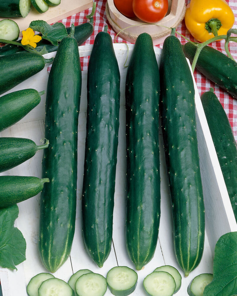 Burpless Hybrid Cucumber Seeds (Slicing Type) 1625 | OSC Seeds
