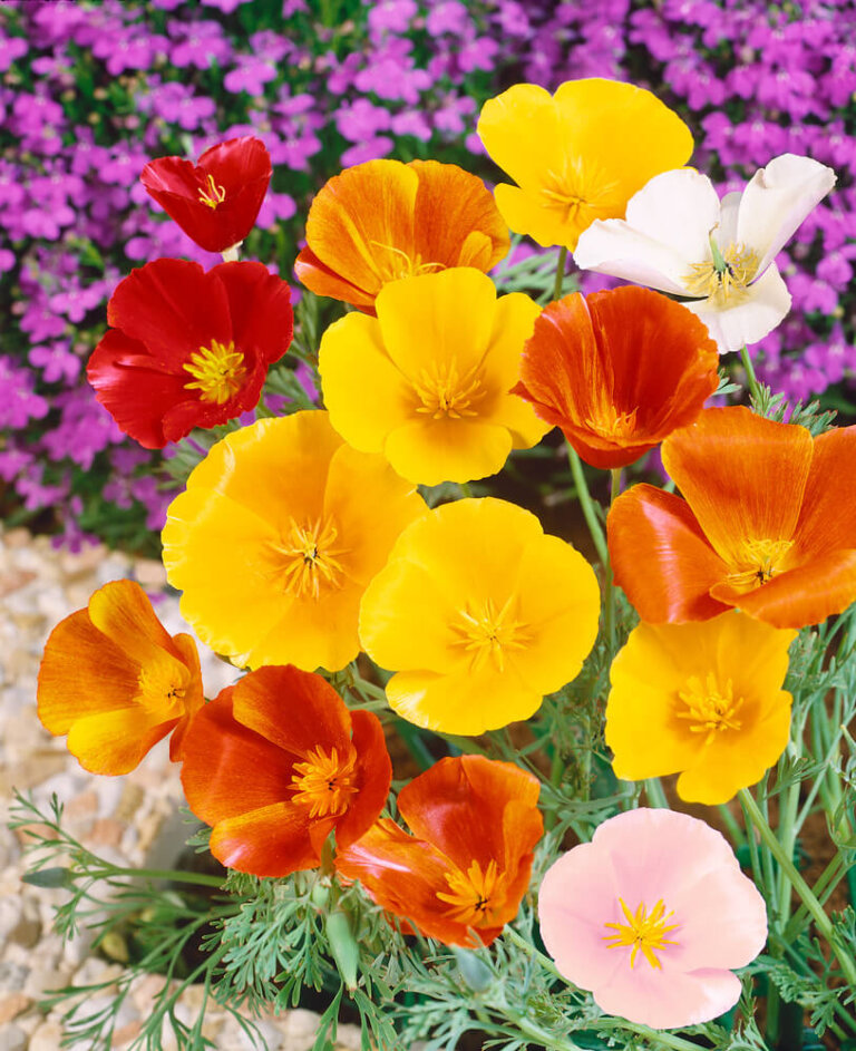 California Poppy Seeds (Mixed Colours) 5090 | OSC Seeds