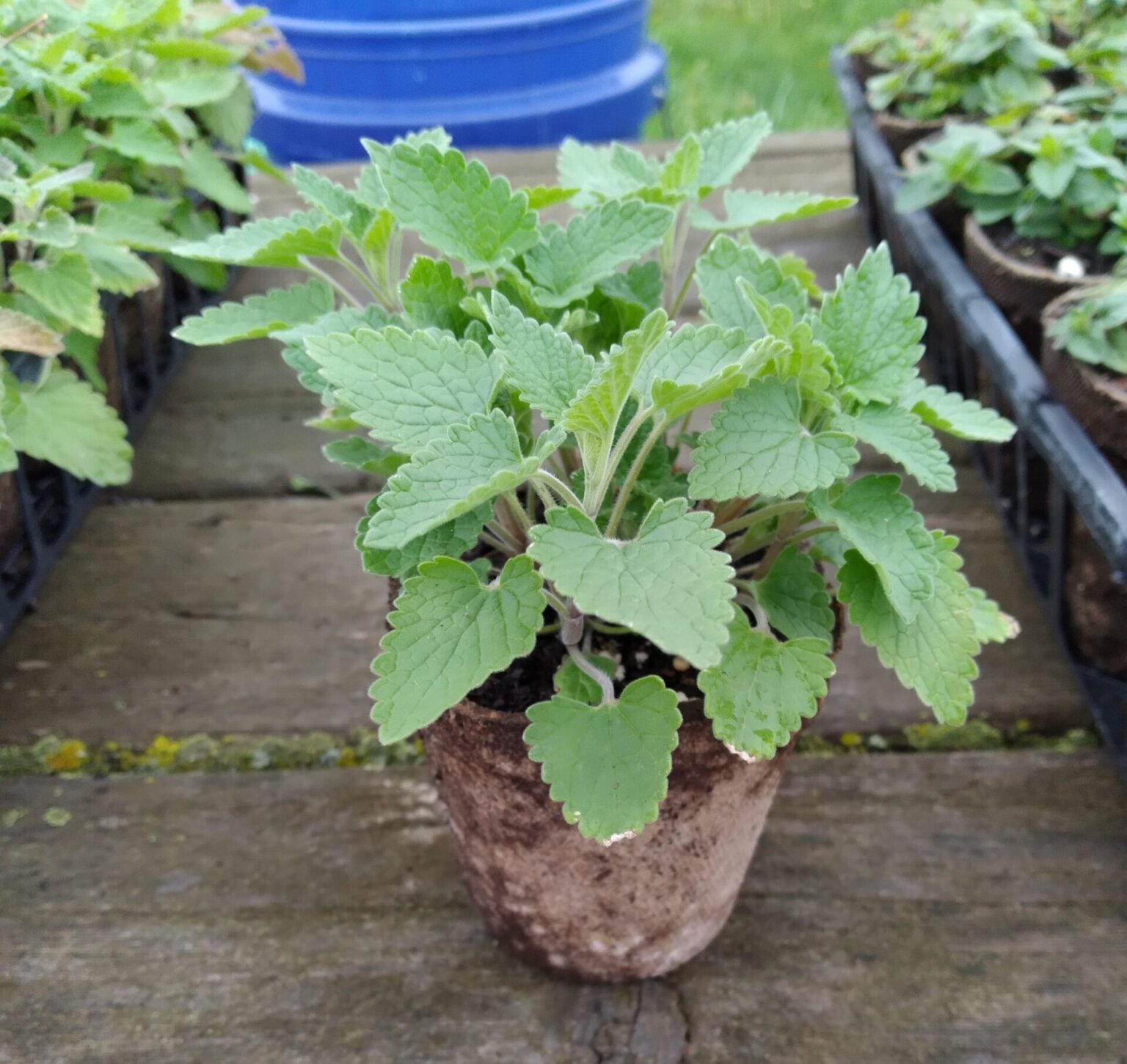 Catnip Seeds 3020 | OSC Seeds