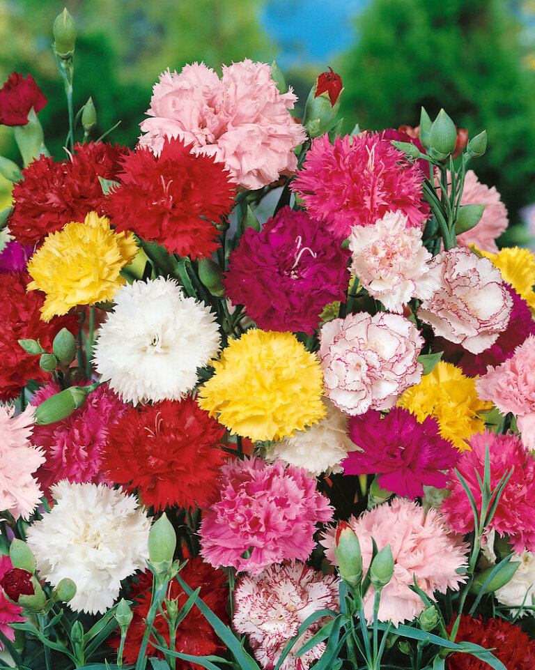 Chabauds Giant Carnation Seeds (Mixed Colours) 6395 | OSC Seeds
