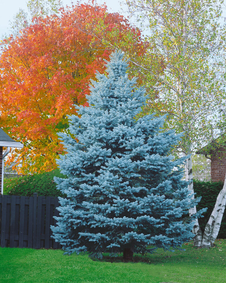 Colorado Blue Spruce Tree Seeds (Conifer) 6755 | OSC Seeds