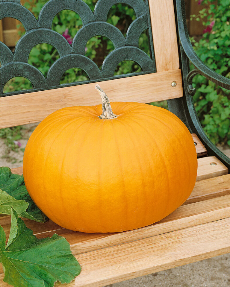 Connecticut Field Pumpkin Seeds (Processing Type) 2050 | OSC Seeds
