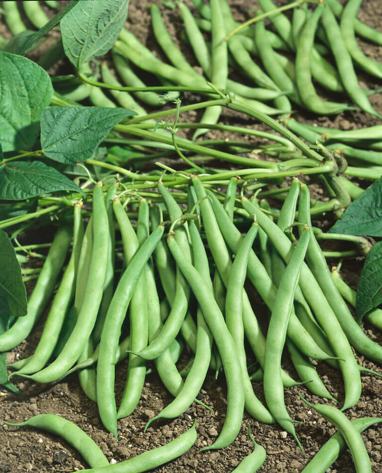 Contender Bush Bean Seeds 1112 | OSC Seeds