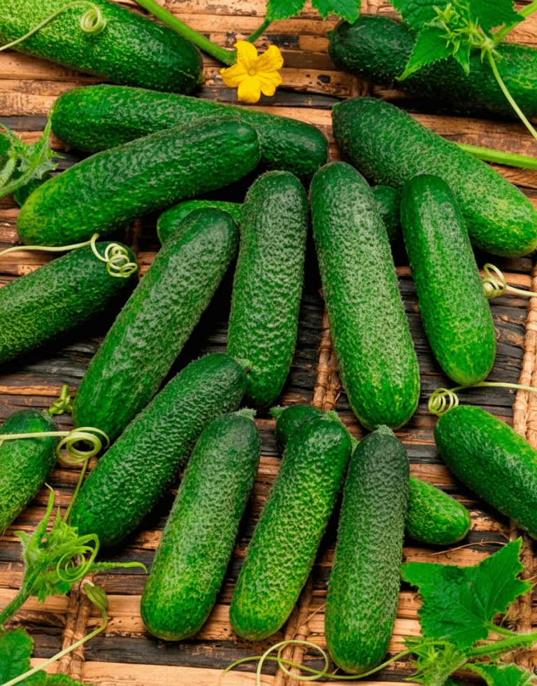 Corentine Hybrid Cucumber Seeds (Pickling Type) 1617 | OSC Seeds