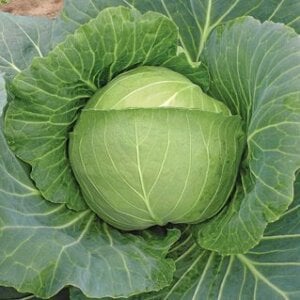 Brunswick Sauerkraut Cabbage Seeds (Aimers International) 2750 | OSC Seeds