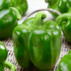 Organic Pepper Seeds | OSC Seeds
